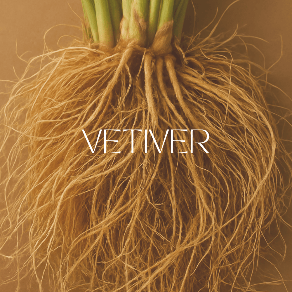 Vetiver in Perfume: Earth’s Most Masculine Note