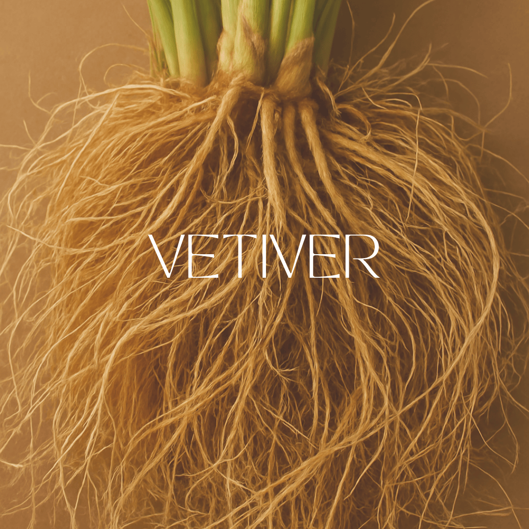 Vetiver in Perfume: Earth’s Most Masculine Note